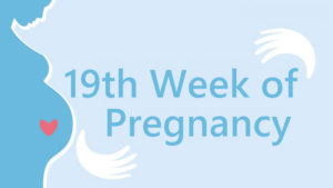 19 Weeks Pregnant Symptoms and Signs - Pregnancy Week by Week